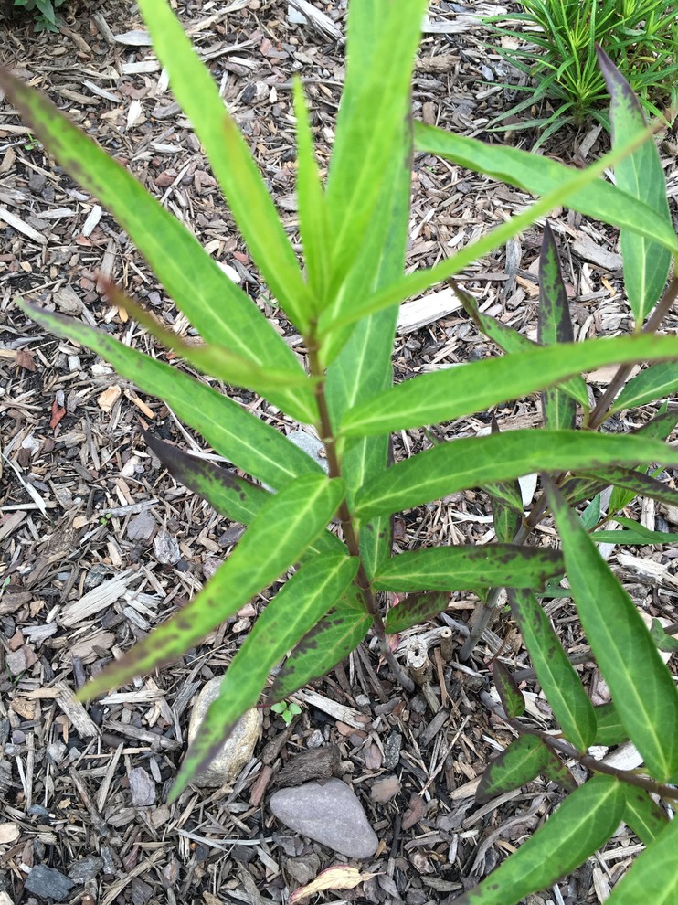 Swamp Milkweed leaves turning purple | Houzz Forum