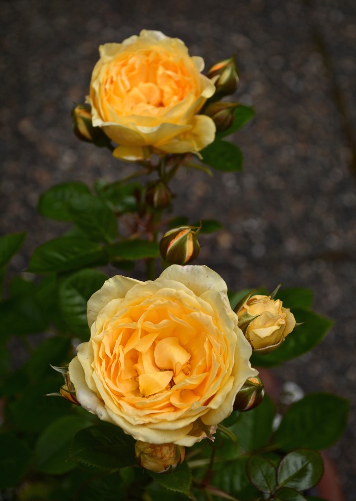 A New Rose, Edith's Darling