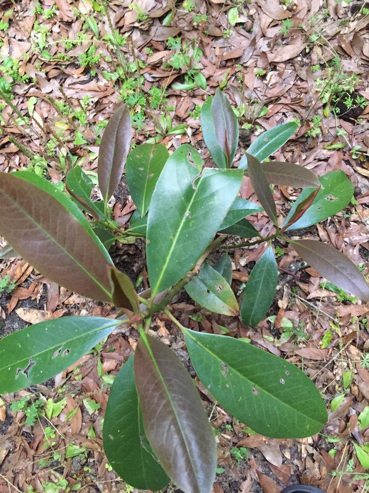 Magnolia tamaulipana