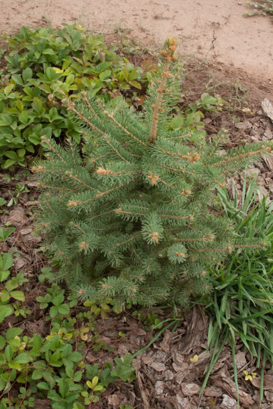 Picea pungens or Picea engelmannii/mexicana