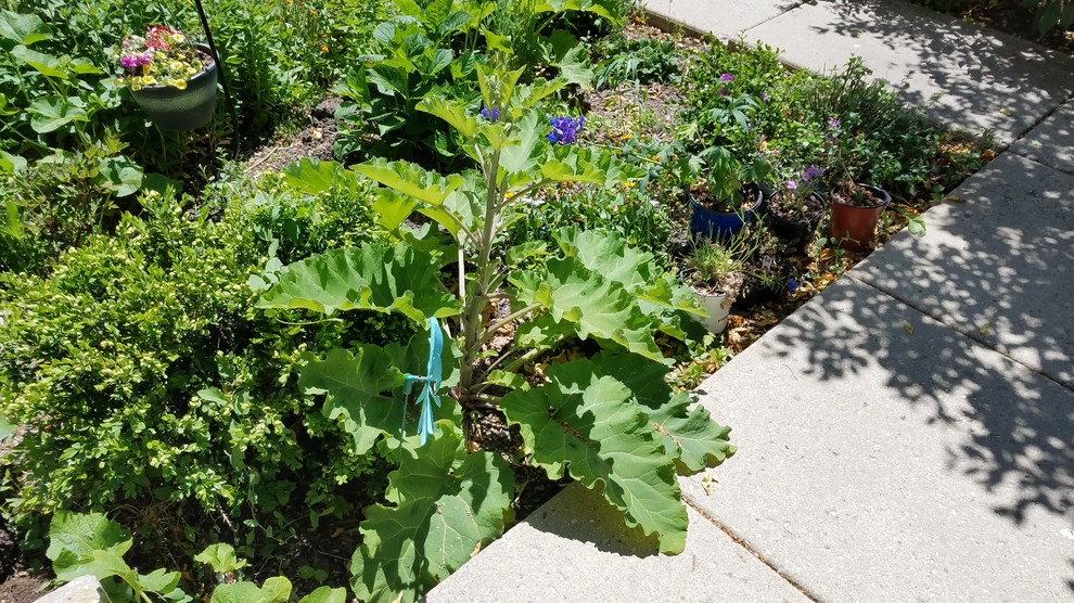 Random plant growing in my garden