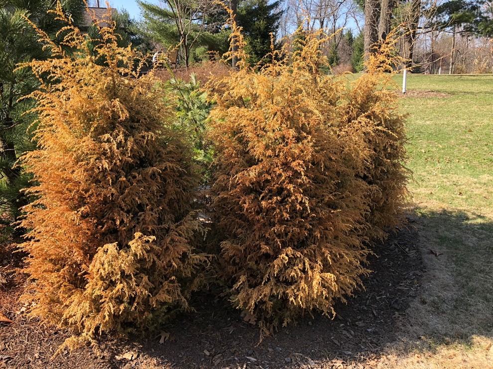 Juniperus communis ‘Gold Cone’ Juniperus communis ‘Gold Cone’