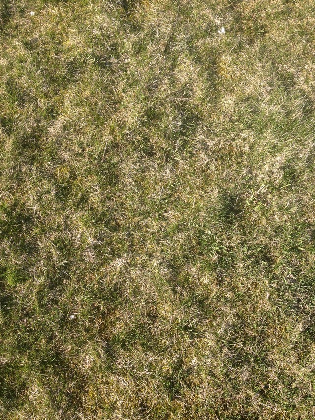 need help identifying lawn problem