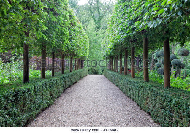 Tree growing through hedge row
