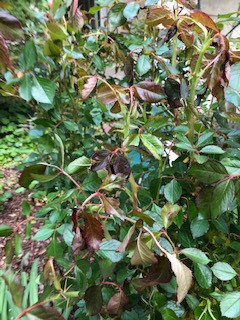 Is this Round-up damage?