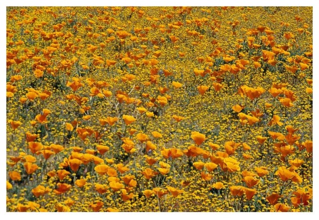 "California Poppies and Golden Yarrow California" Paper Art, 20"x14 ...