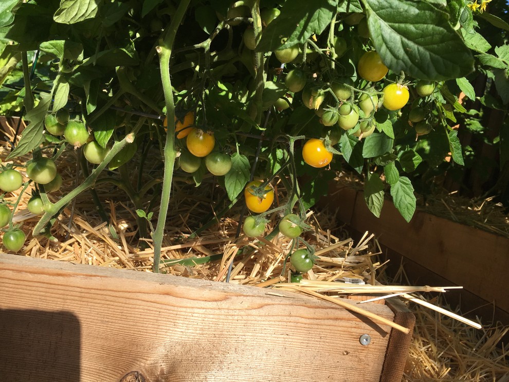 Tips for my tomato plot?