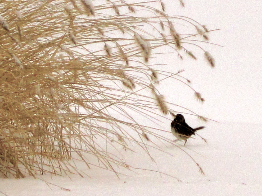 10 Ornamental Grasses to Plant This Fall