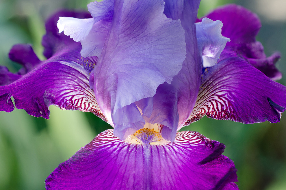 Glowing Iris Nature Photography, Floral Unframed Wall Art Print ...