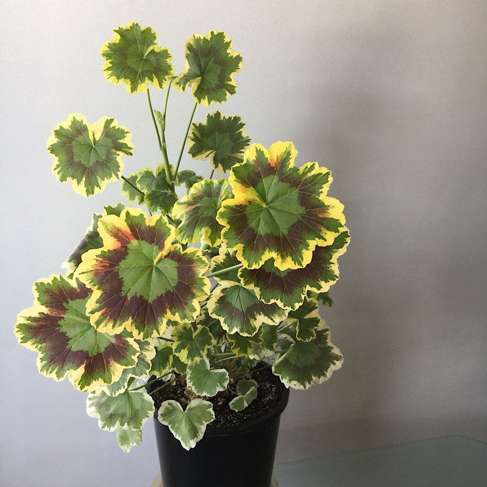 Pelargonium ‘Mrs. Pollock’