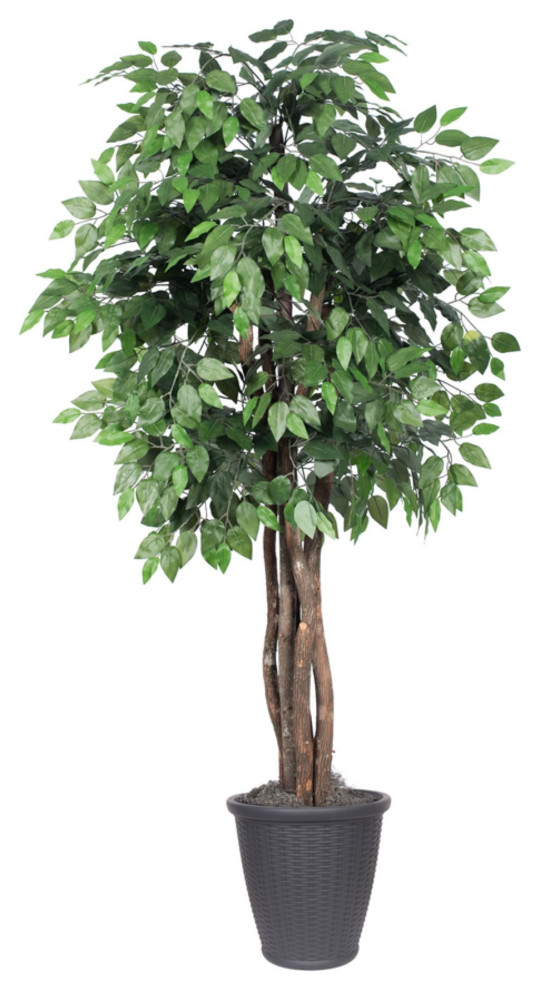 6' Ficus Executive Round Gray Container - Contemporary - Artificial ...