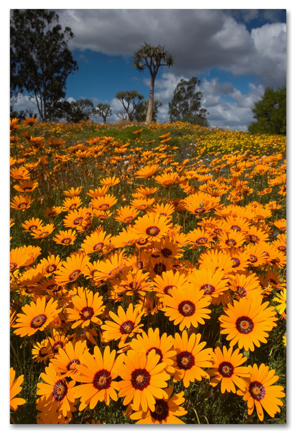 "Yellow Flowers" by Robert Harding Picture Library, Canvas Art, 30"x47 ...