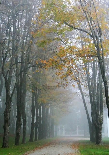How to: Take Atmospheric Garden Photos in Mist and Fog | Houzz IE