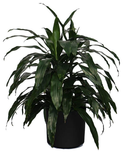 Live 3' Janet Craig Bush Package - Contemporary - Plants - by Scape ...