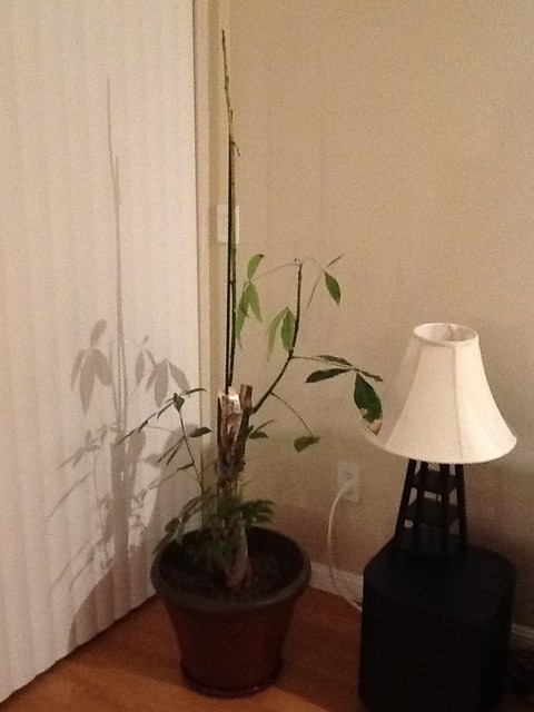 How to care for money tree with long leafless stem | Houzz Forum