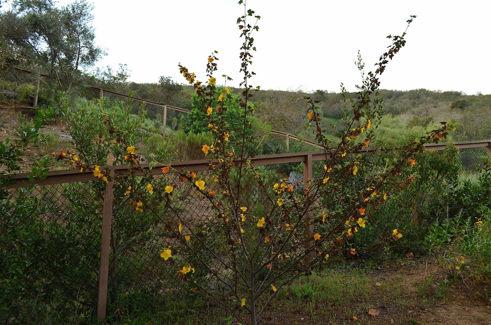 Great Native Plant: California Flannel Bush