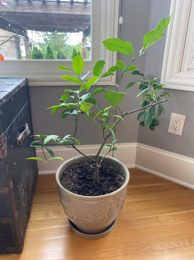 Lemon tree not growing