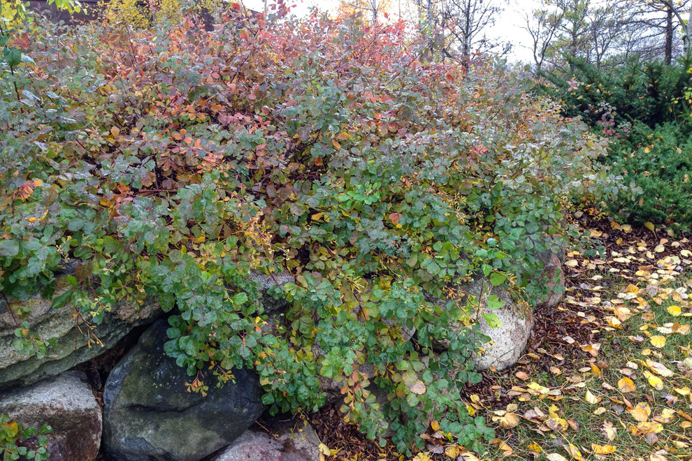 Rhus aromatica ‘Gro-Low‘ - Landscape - Minneapolis - by Holm Design ...