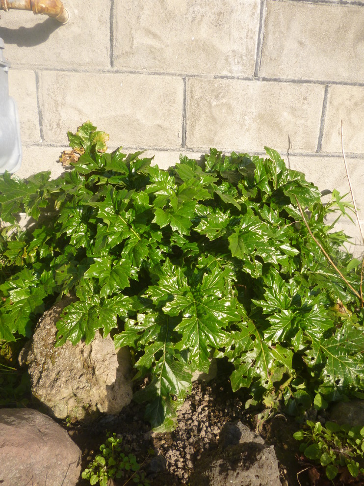 what the heck is this large-leaved plant?