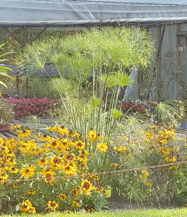 What is this tall spikey thing? Thanks!