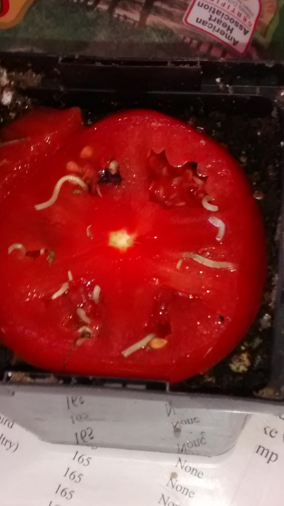 Creepy Tomatoes revisited.