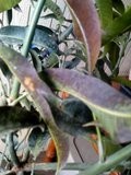 Anthracnose on Zebda Mango?