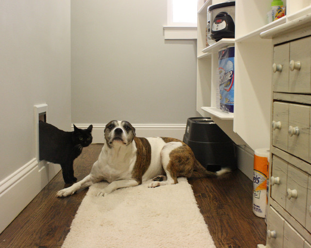 Pet Talk A Guide To Dog And Cat Safety In Your Home Houzz AU Pet Talk A Guide To Dog And Cat Safety In Your Home Houzz AU