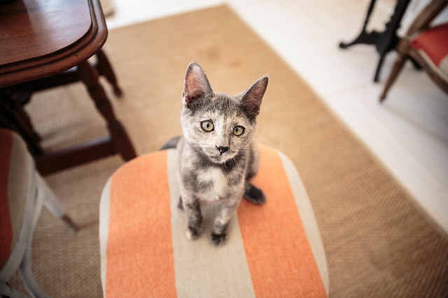 How to Choose a Rescue Cat | Houzz AU