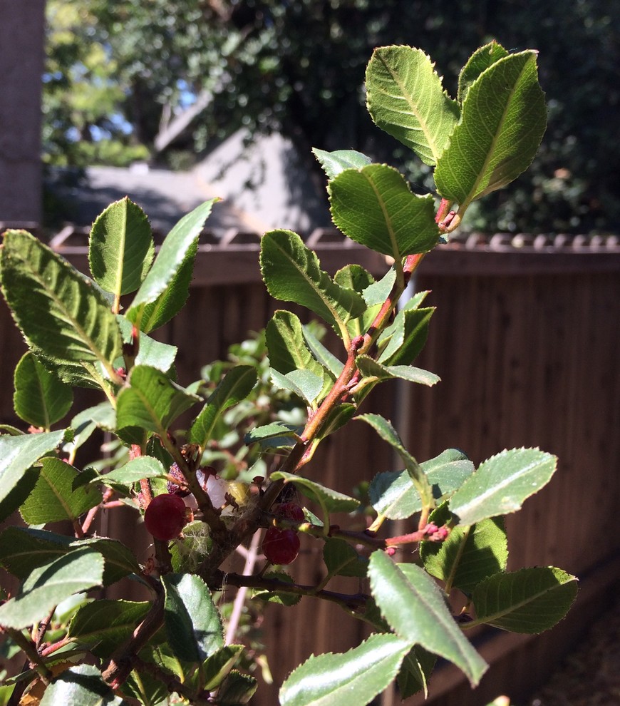 What is the name of this tree?