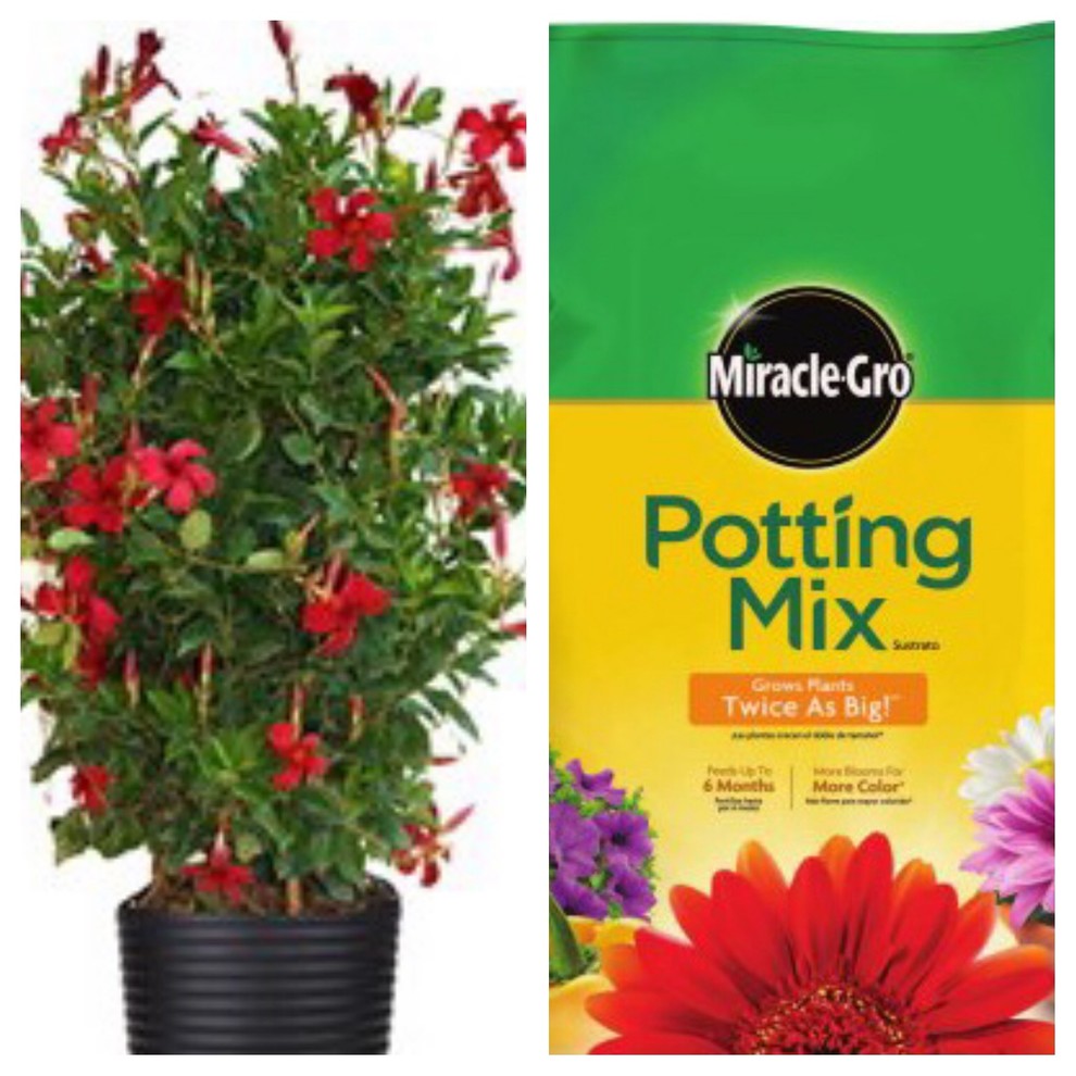 Indoor flowers potting mix ratio