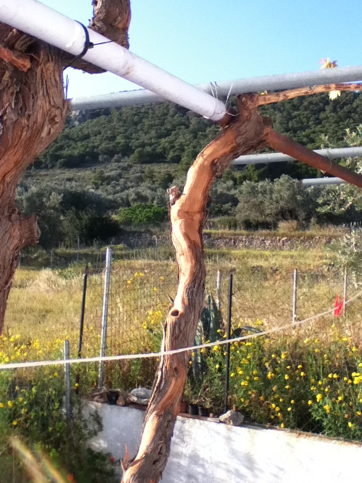 peeling bark on grape vine | Houzz Forum