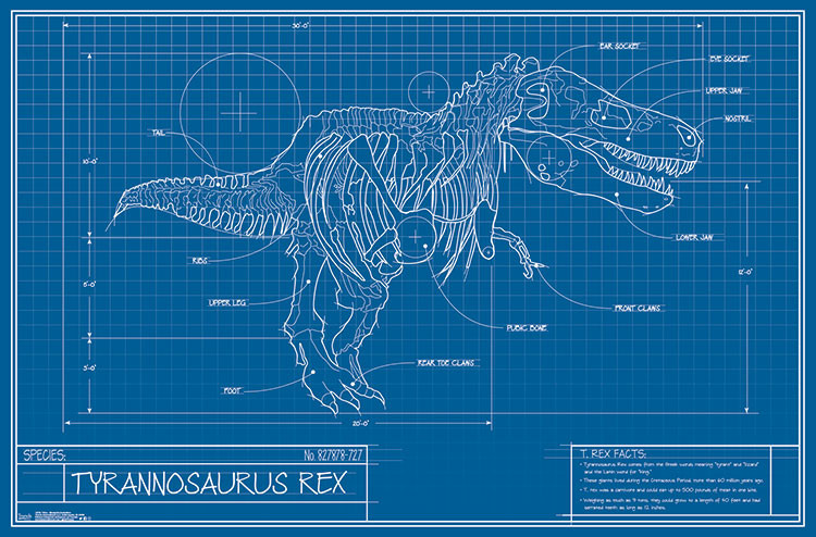 T-Rex - Blueprint Illustration, 22.375"x34" - Contemporary - Prints And ...