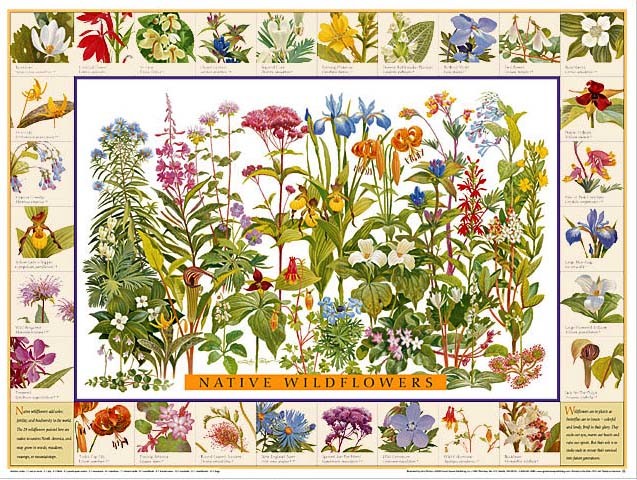 Native Wildflower Poster and Identification Guide - Contemporary ...