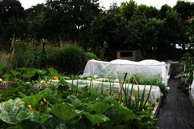 Food and Community Thrive in a U.K. Allotment Garden