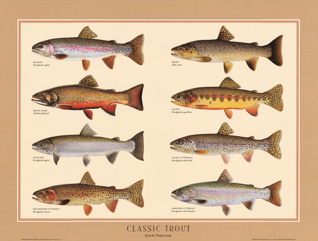 Fish Poster Classic Trout Poster by Joseph Tomelleri - Rustic - Prints ...