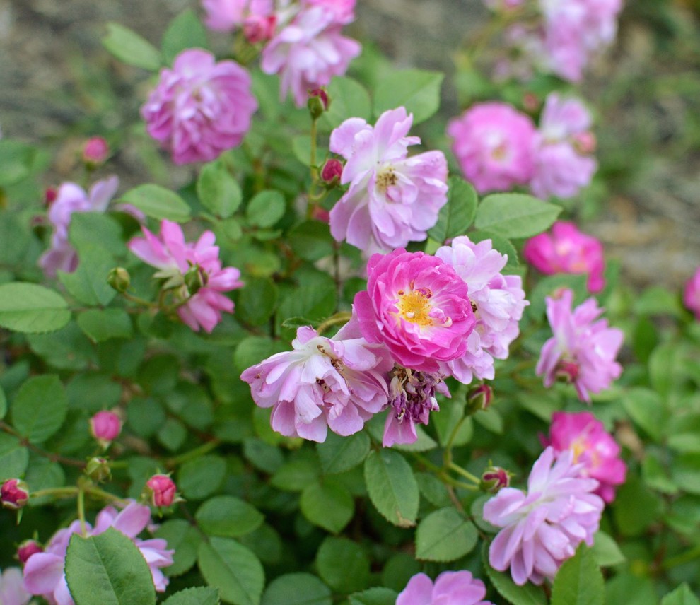 What exactly are the Pioneer roses?