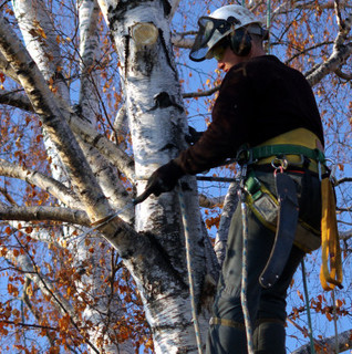 REDWOOD TREE COMPANY LLC - NEW ROCHELLE - Project Photos & Reviews ...