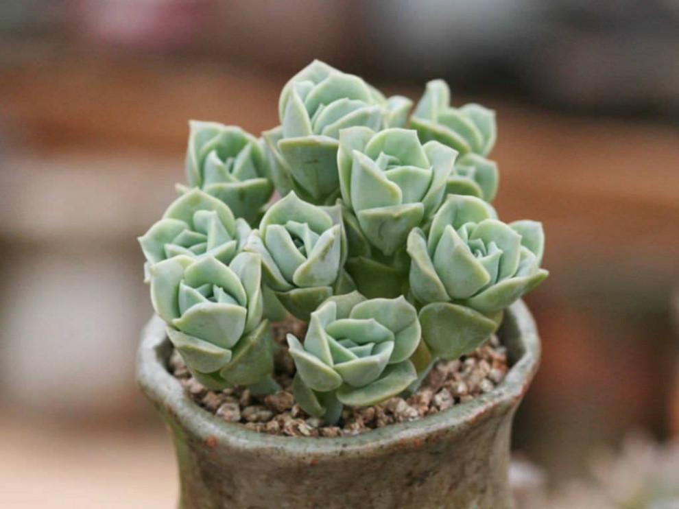 Succulent Hybrids: viable or not?