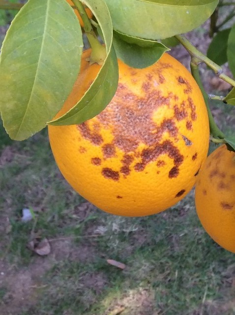 Brown spots on rind of Meyer Lemon
