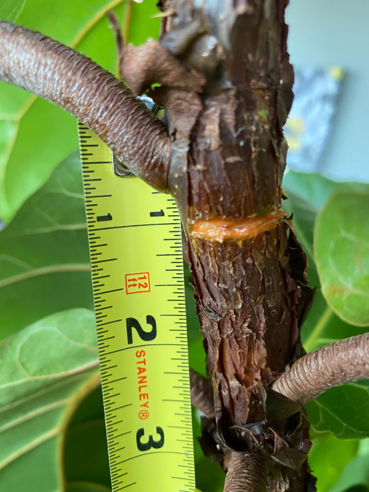 Fiddle leaf fig: did I notch deeply enough?