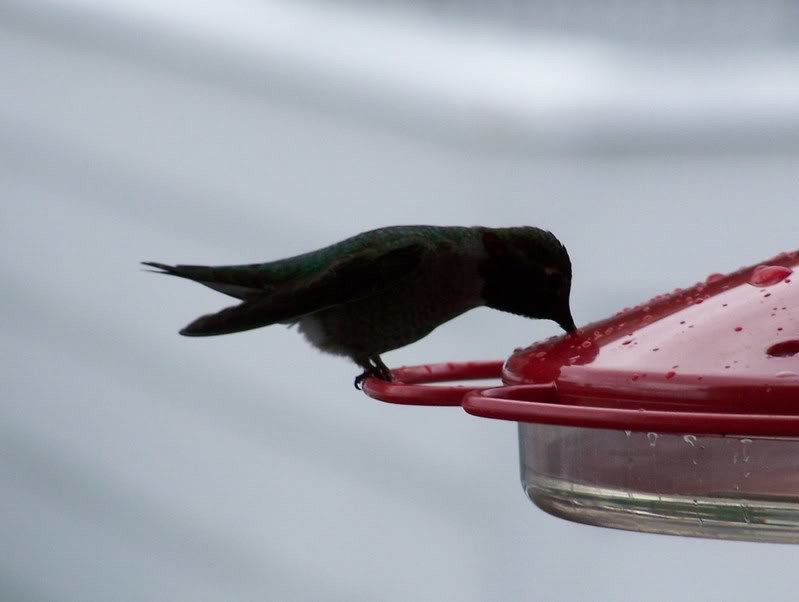 Some January Hummingbird pics