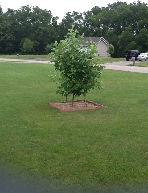 Tulip Poplar Tree Pruning
