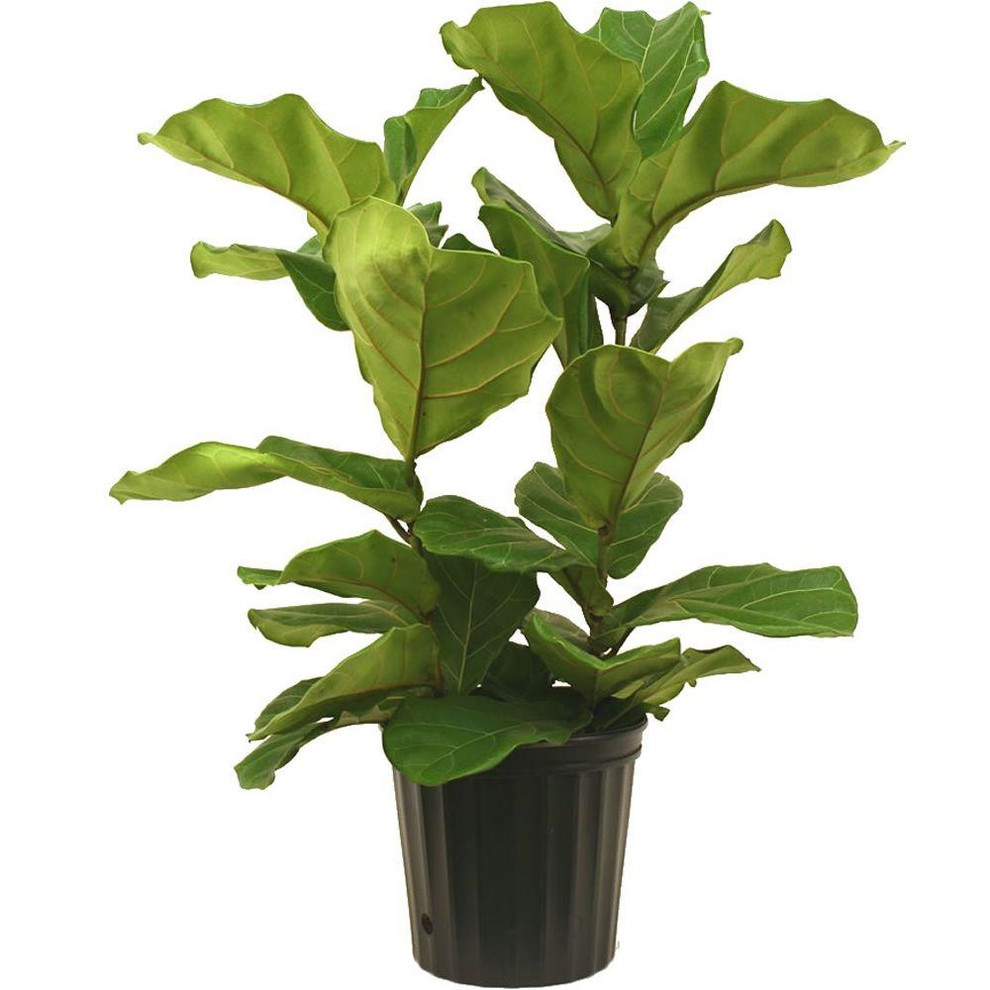 Fiddle Leaf Fig / Ficus Lyrata Bush vs Tree | Houzz Forum