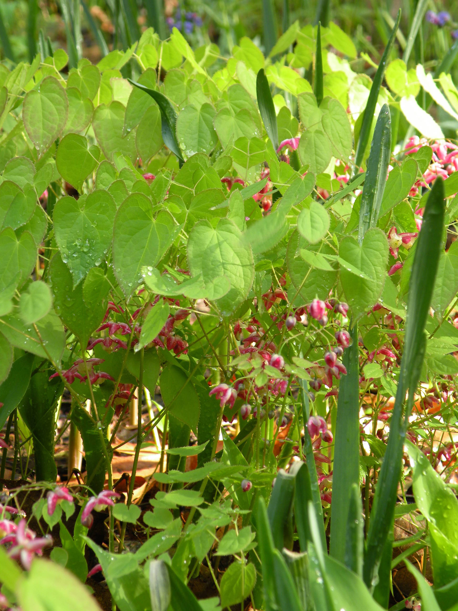6 Deer-Resistant Ground Covers to Plant This Fall