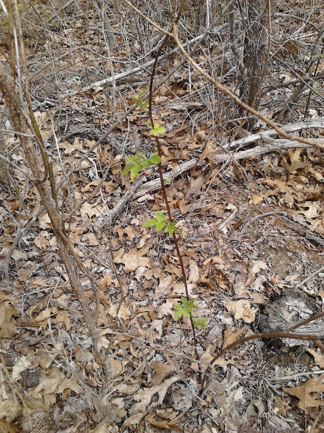 help identifying vines