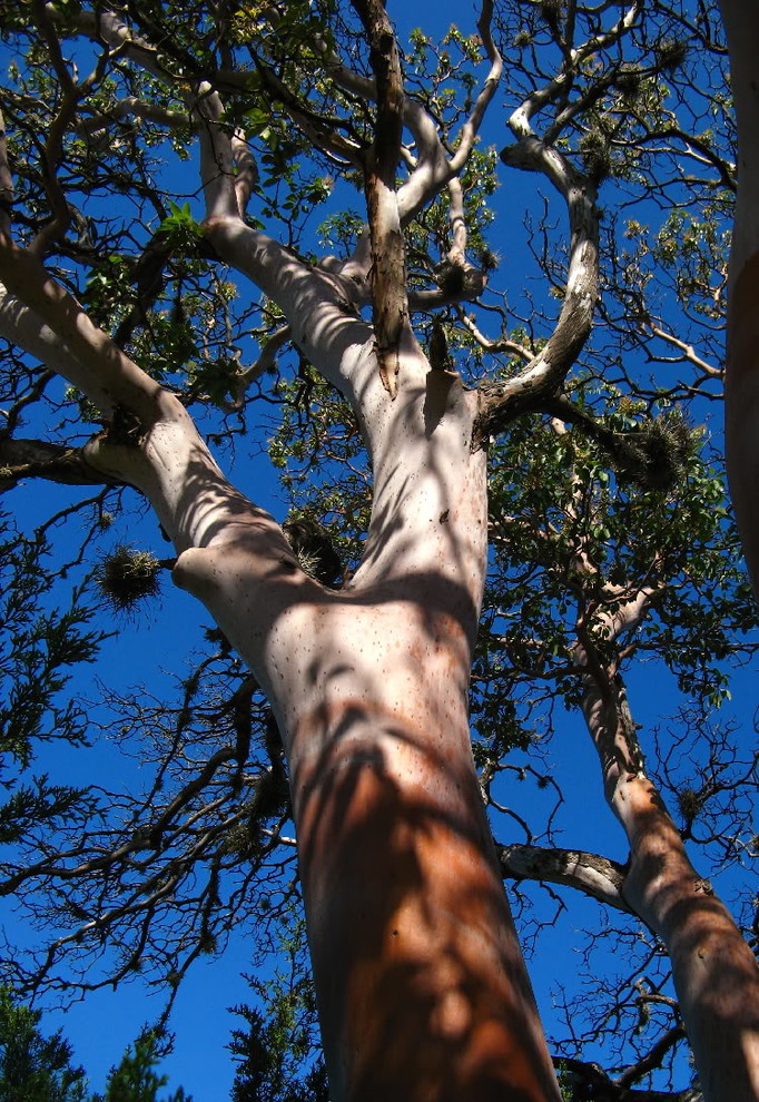 Texas Madrone ...