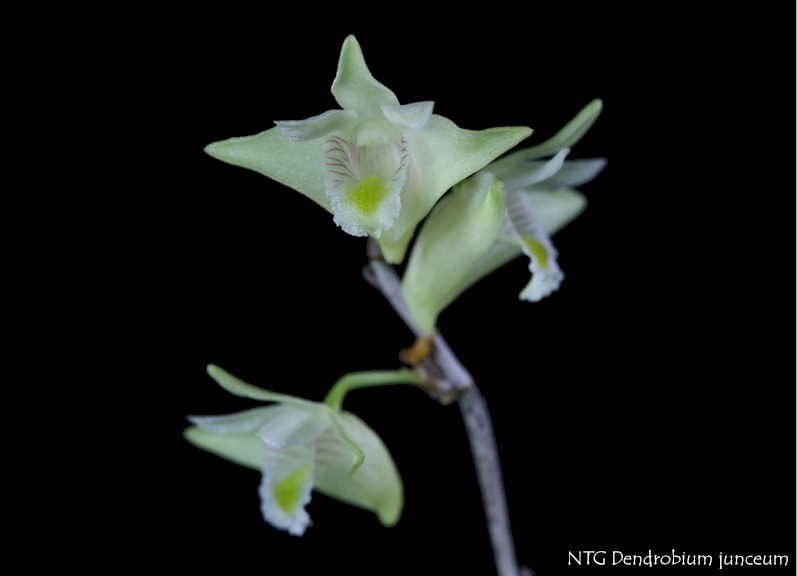 Dendrobium junceum