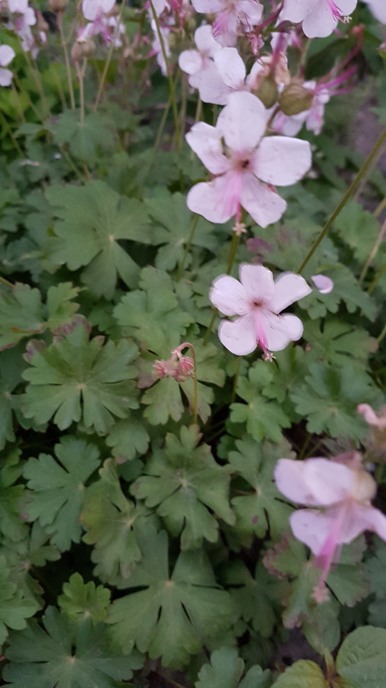 Low growing spreader, light pink flowers, Geranium-esque (imo) leaves