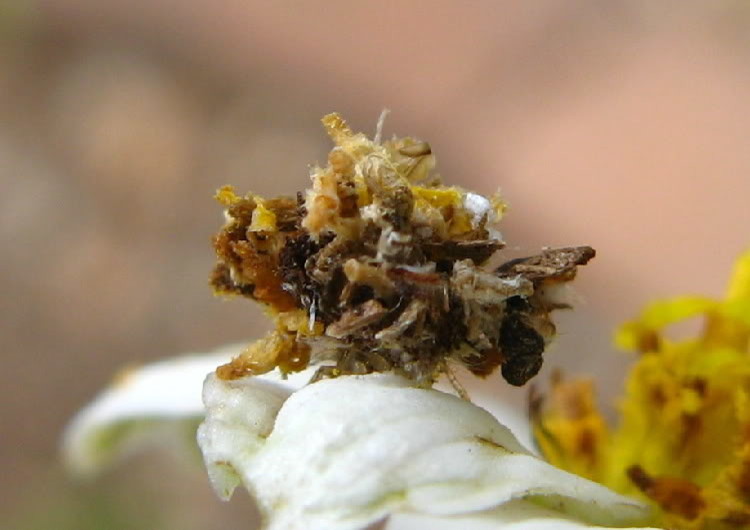 Dried plant material with legs!