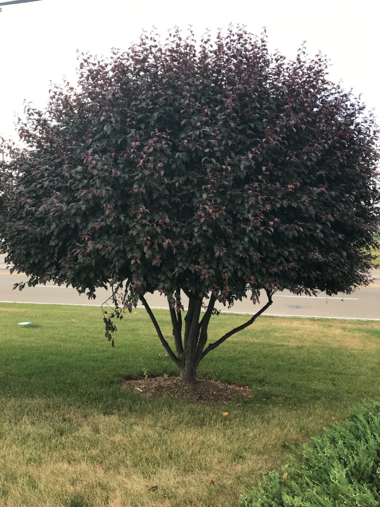 what’s this tree?